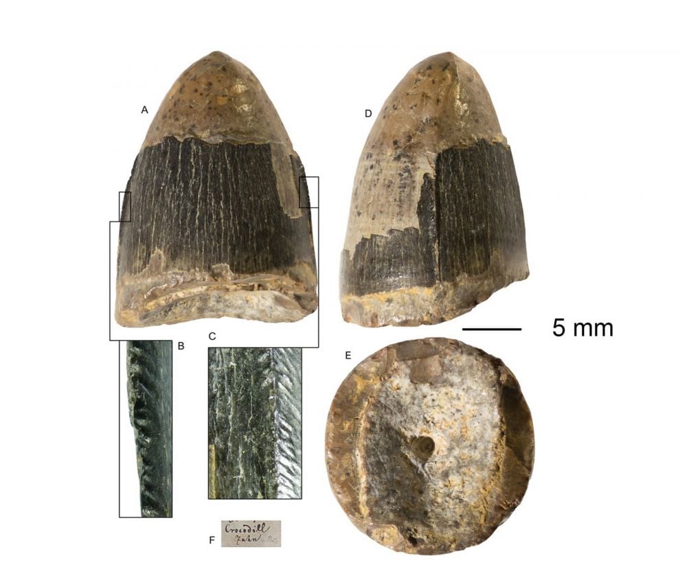 Au fost găsite fosilele unor crocodili despre care nu se știa că au ...